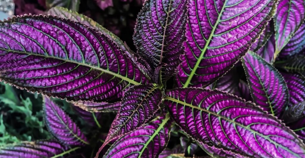 Conheça as 7 Plantas de Folhagem Roxa Mais Lindas Para Cultivar em Casa